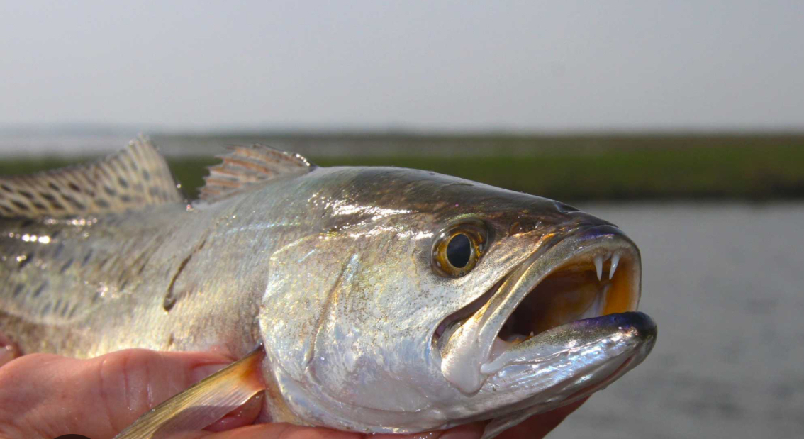 Fishing Blog | Coastal Republic Guide Service